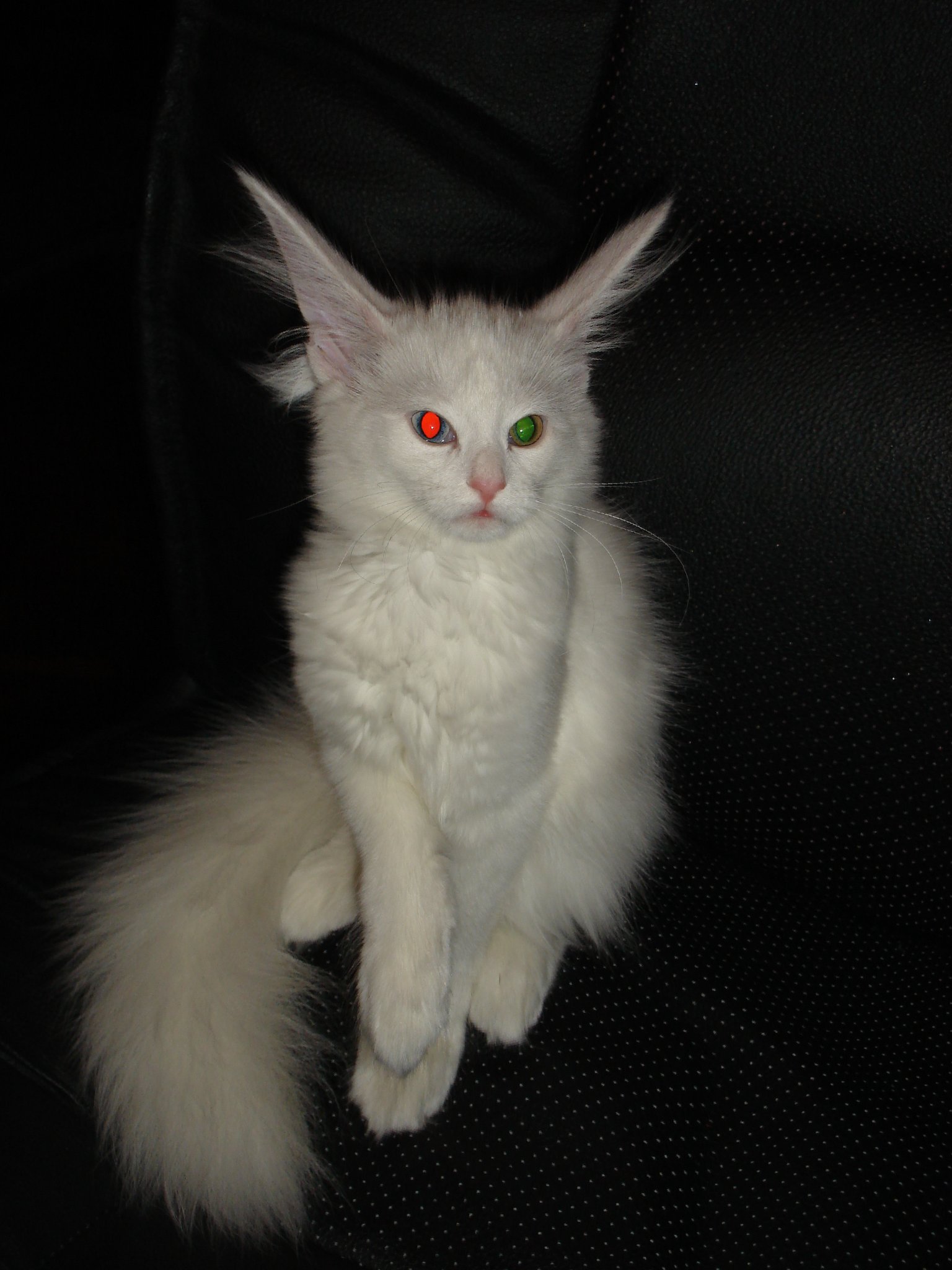 Mais comment on fait pour bien utiliser un flash en photo